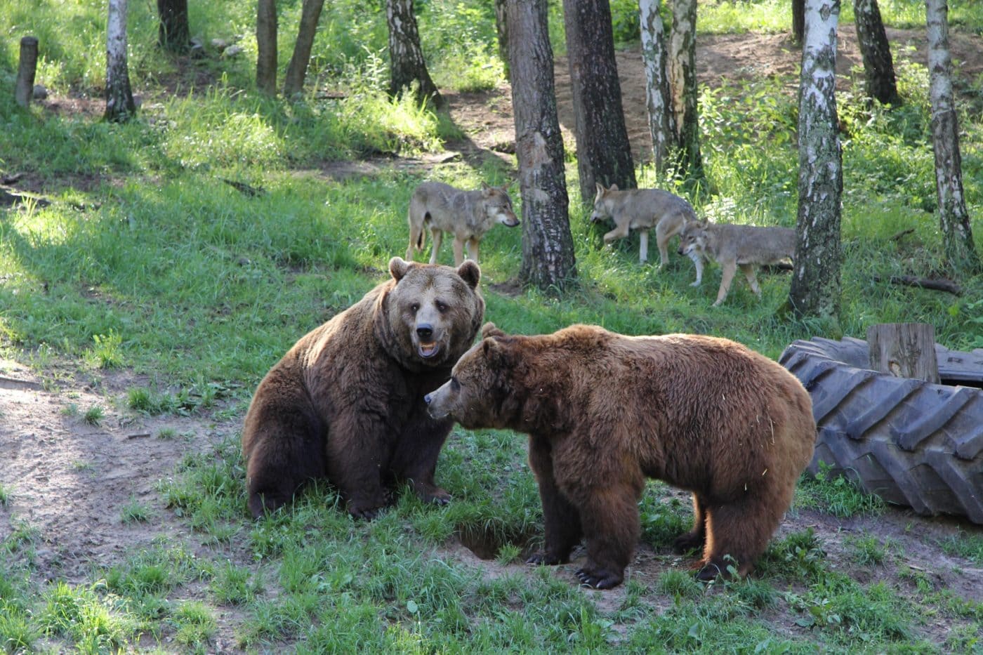 Safari in Germany: Wild Things in German Game Parks - funkyGERMANY