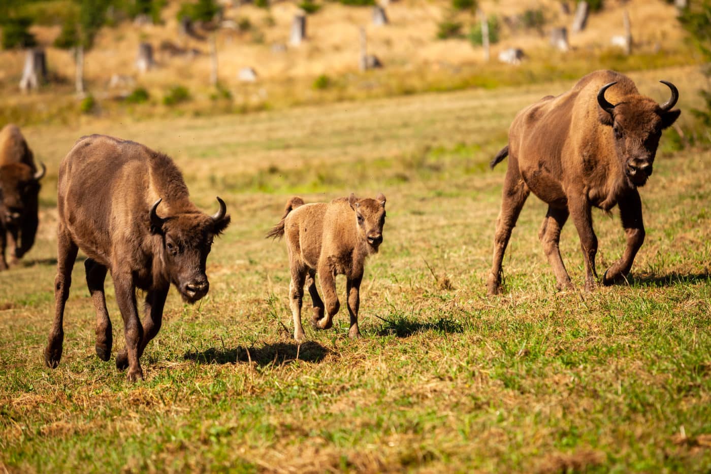 Wild Animals in Germany: The Beasts are Back! - funkyGERMANY