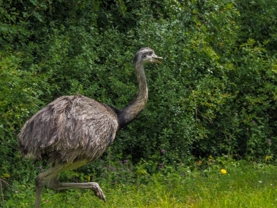 Wild Animals in Germany: The Beasts are Back! - funkyGERMANY