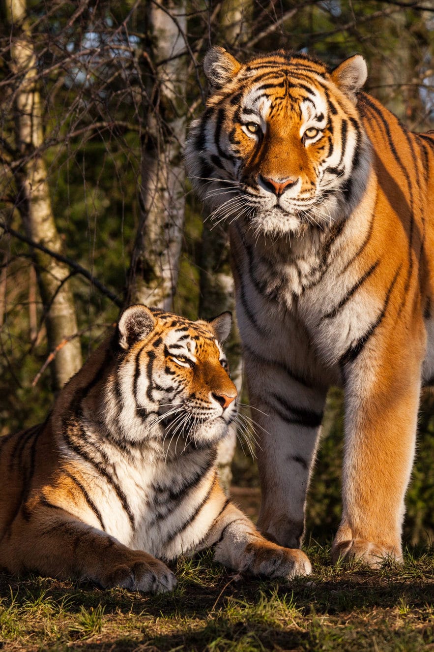 Zoos in Germany: Animal Encounters - funkyGERMANY
